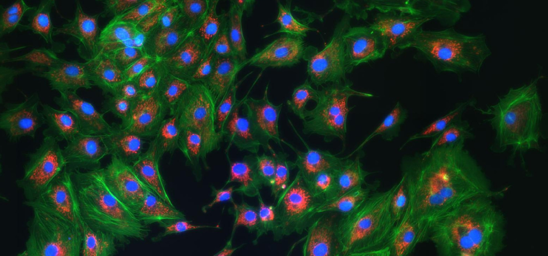 Fluorescence Whole Slide Imaging Scanner - Motic Digital Pathology