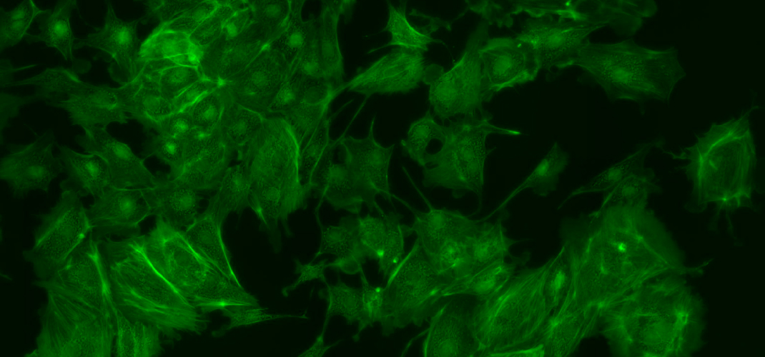 Fluorescence Whole Slide Imaging Scanner - Motic Digital Pathology