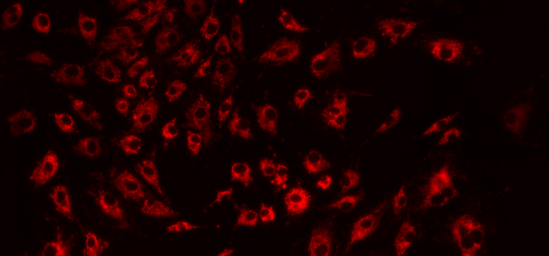 Fluorescence Whole Slide Imaging Scanner - Motic Digital Pathology