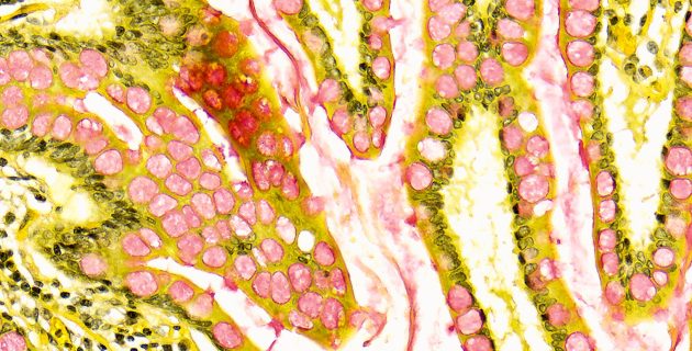 MoticEasyScan Pro 24 - Motic Digital Pathology